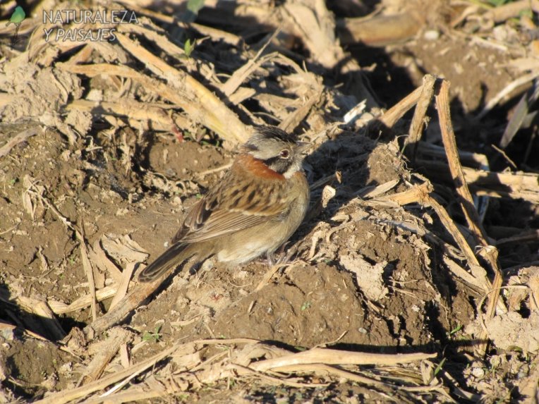 0928 - Chingolo - Catálogo - Naturaleza y paisajes