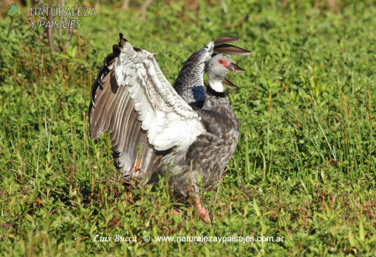 0109 - Chajá - Catálogo - Naturaleza y paisajes
